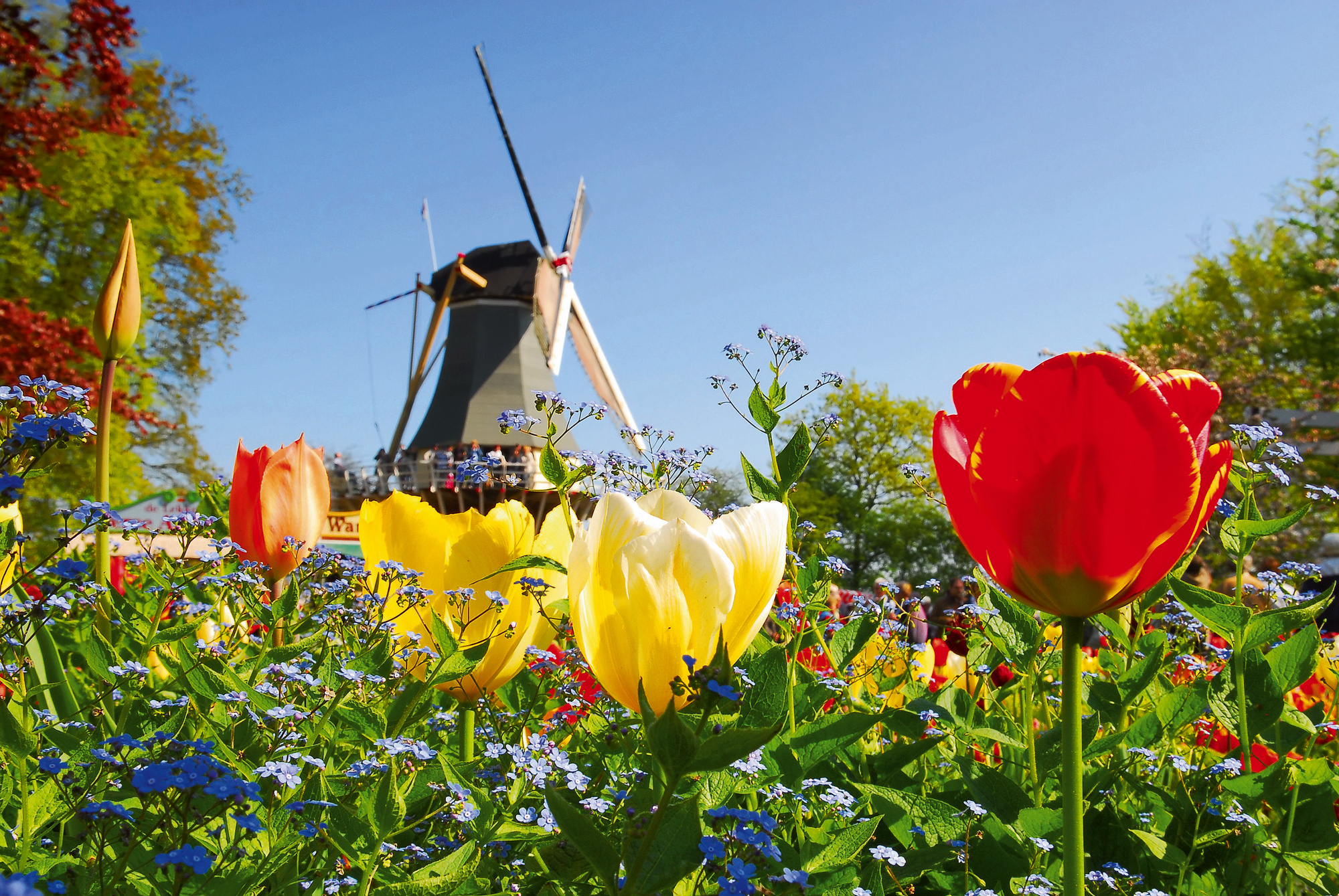 Sea of Tulips and Canal Flair | BOHR